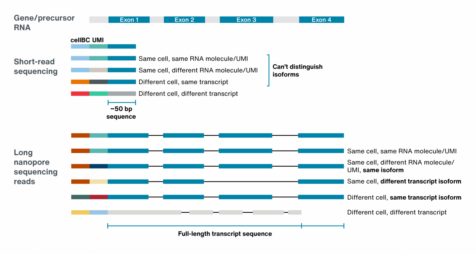 10X single cell nanopore sequencing – NXTGNT Ghent University ...