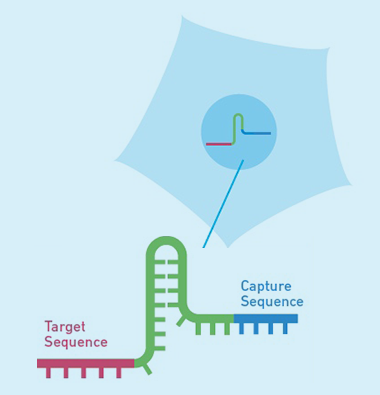 10X Single Cell Gene Expression – NXTGNT Ghent University sequencing ...