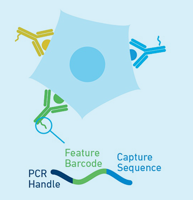 10X Single Cell Gene Expression – NXTGNT Ghent University sequencing ...
