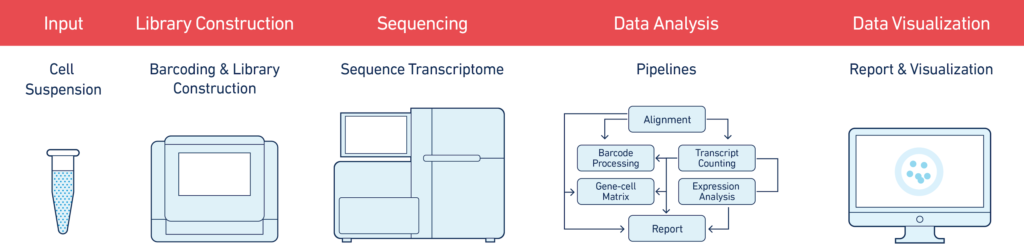 10X Single Cell Gene Expression – NXTGNT Ghent University sequencing ...